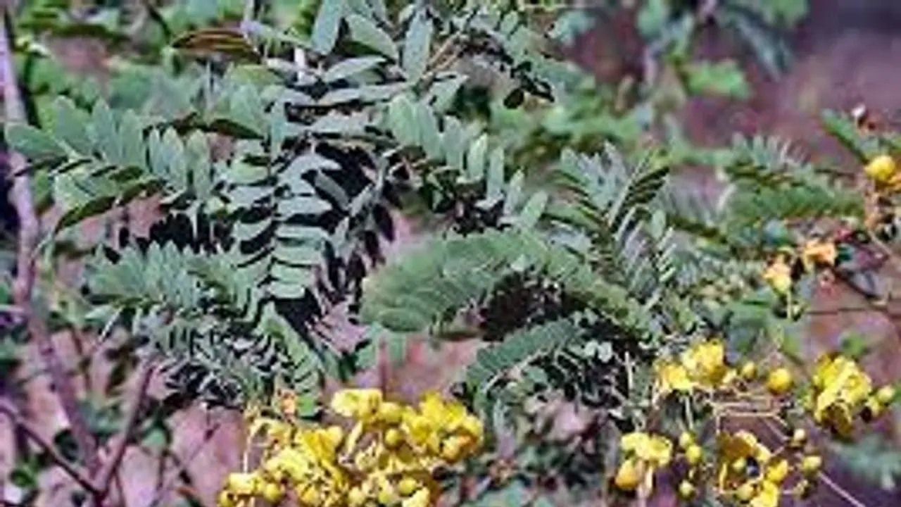 తంగేడు చెట్టు గురించి మీకు తెలుసా.. ఎన్ని ప్రయోజనాలో తెలుసా? | Health ...