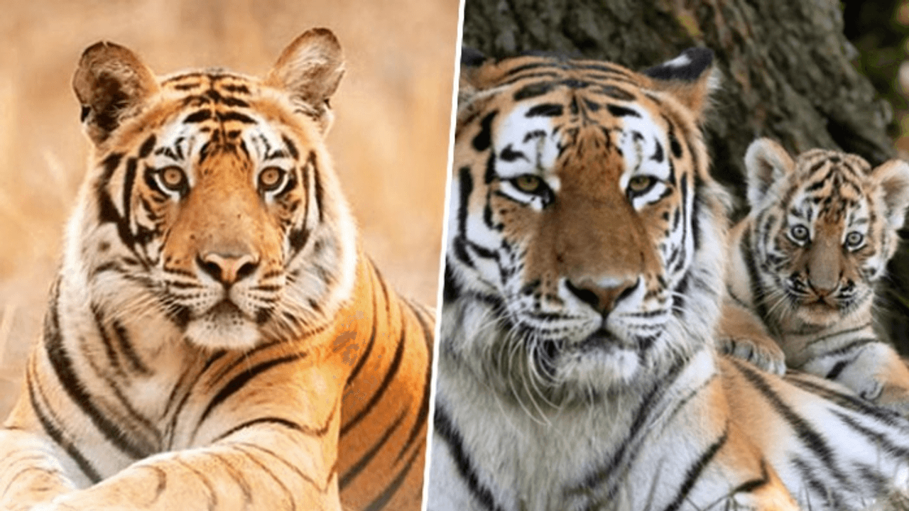 International Tiger Day 2025: Date, history, significance, theme and ...