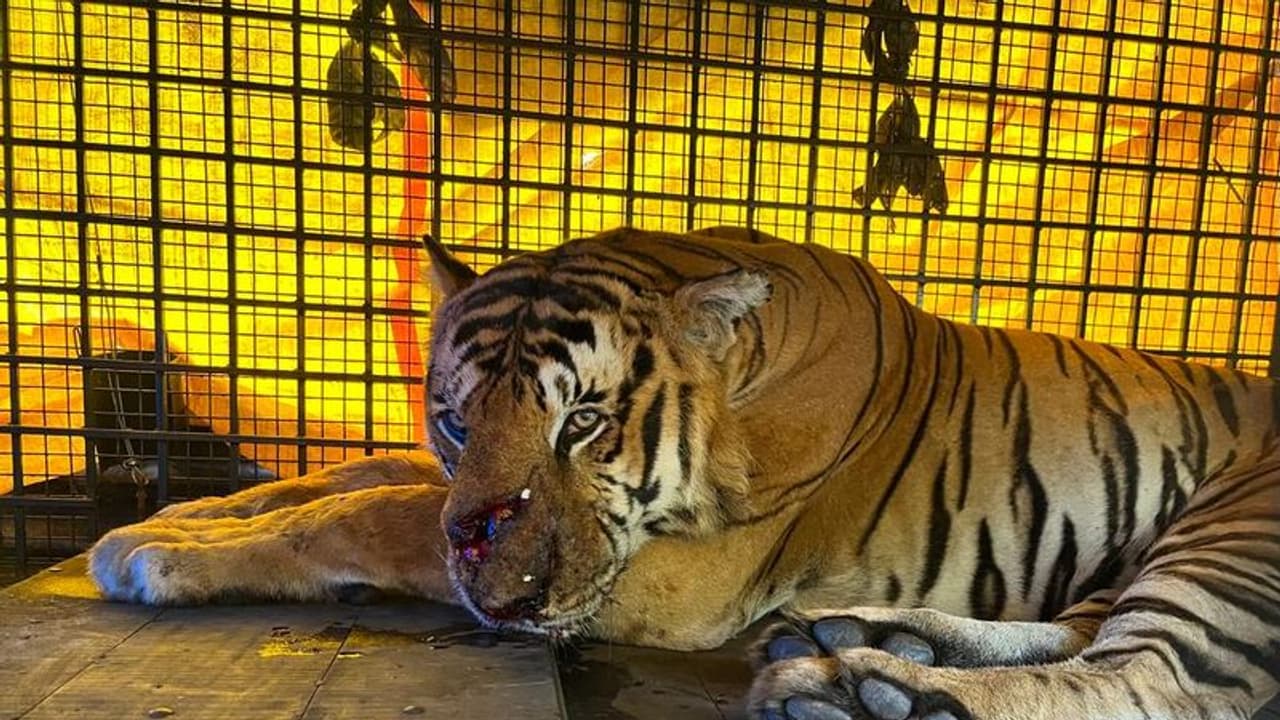 Wayanad tiger attack: കുറുക്കന്‍മൂലയില്‍ കടുവക്ക് മുമ്പില്‍ 'തോറ്റു ...