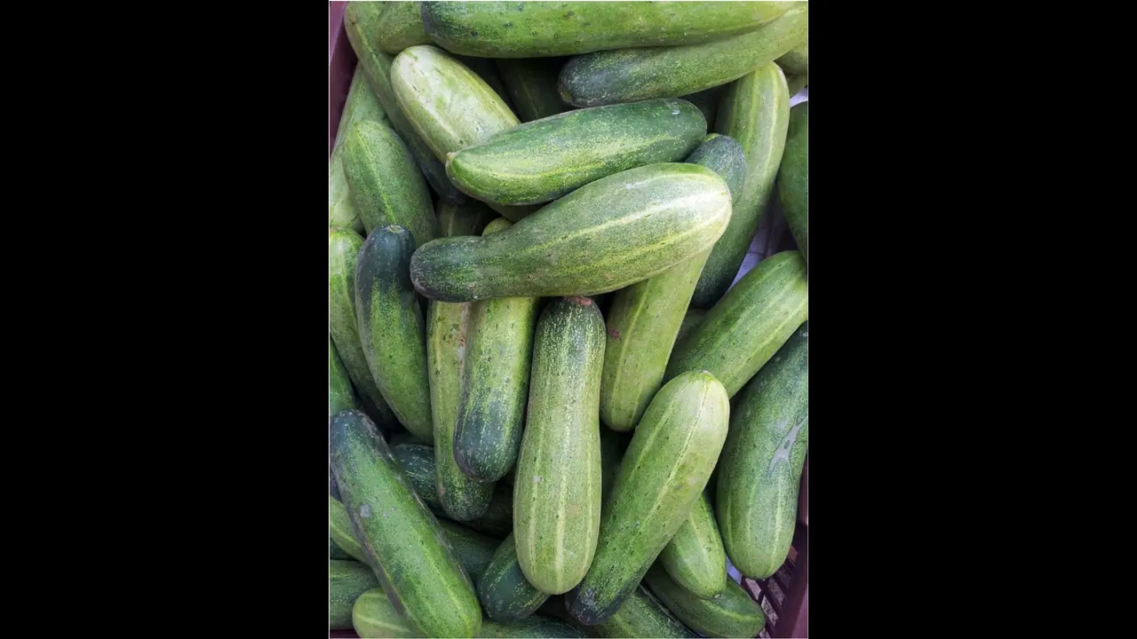 Fruit or vegetable? The surprising answer about cucumbers | Asianet ...