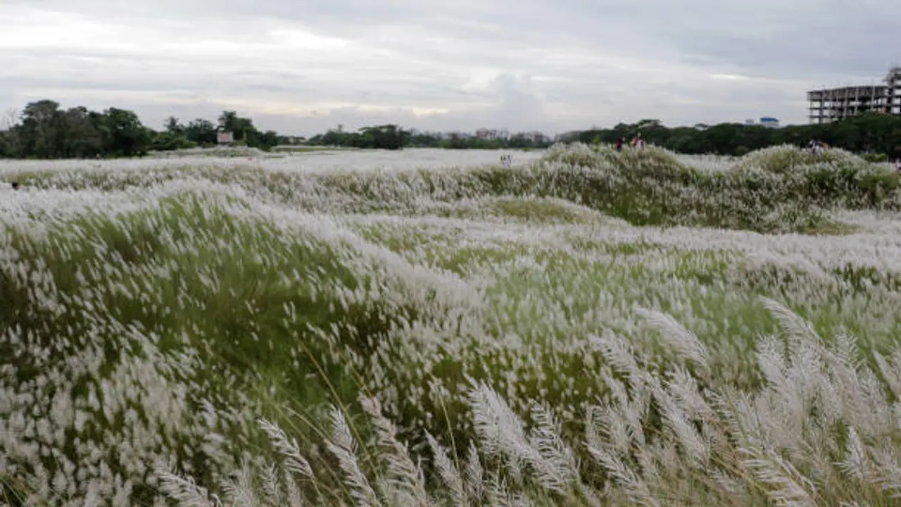 What is Kashful called in English which marks the arrival of Durga Puja ...