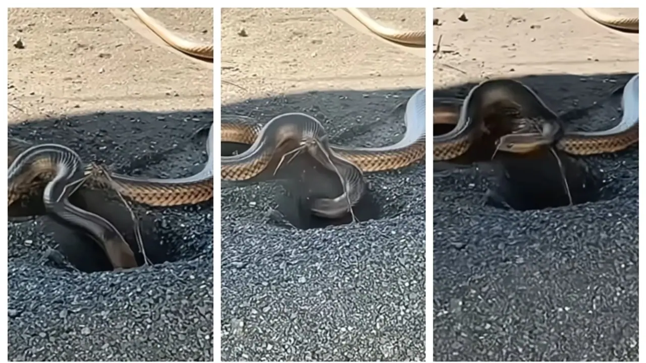 Video of a snake digging a hole: നിങ്ങള്‍, പാമ്പ് 'കുഴി തോണ്ടുന്നത്' കണ്ടിട്ടുണ്ടോ? കാണാം, ആ ...