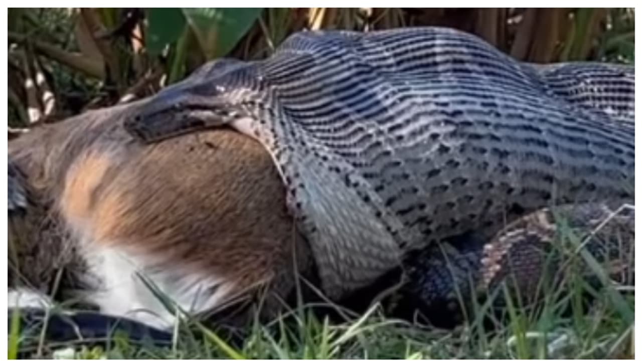 Watch Video: കൂറ്റനൊരു മാനിനെ വിഴുങ്ങി, പിന്നെ അങ്ങോട്ടുമില്ല ...