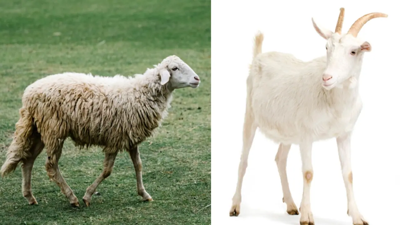 Mutton: మేకకు, గొర్రెకు తేడా ఏంటి.? రెండింటిలో ఏ మాంసం తింటే మంచిది ...