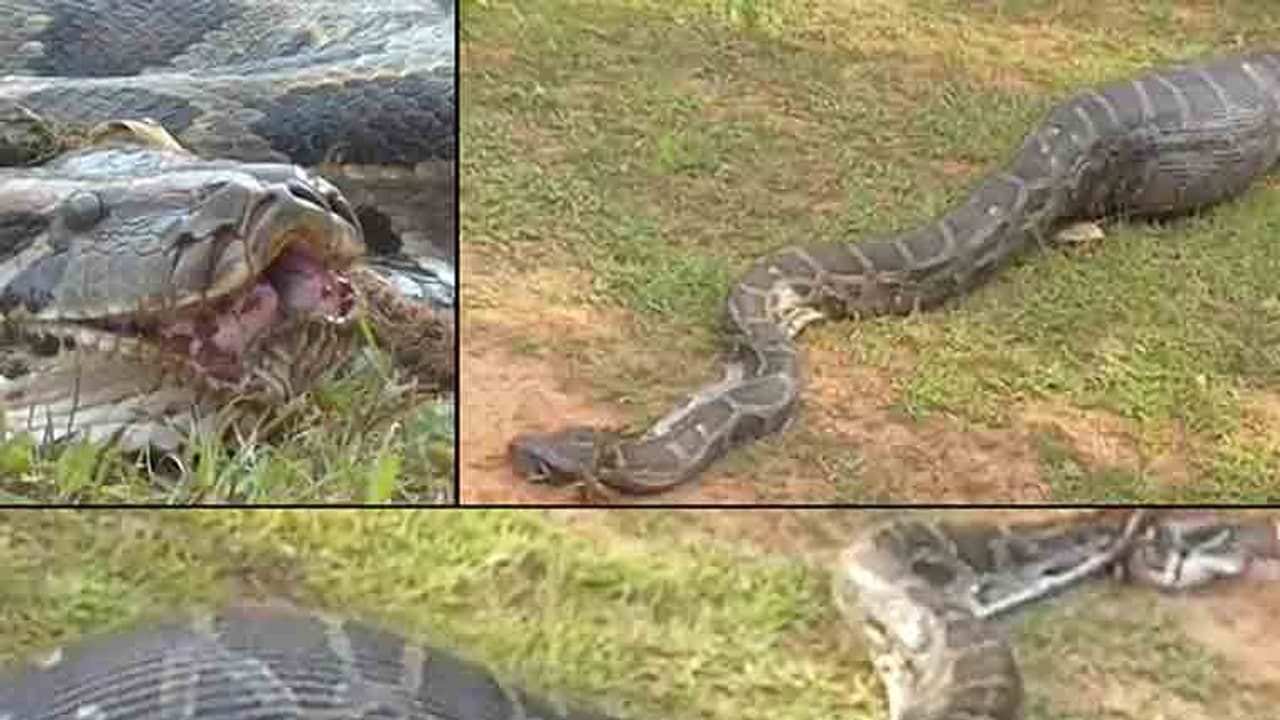 Python eats entire goat, watch what happens next | Asianet Newsable