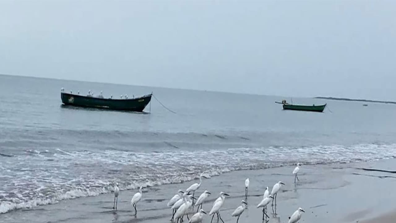 Red seaweed phenomenon transforms Thoothukudi Harbour Beach in TN ...