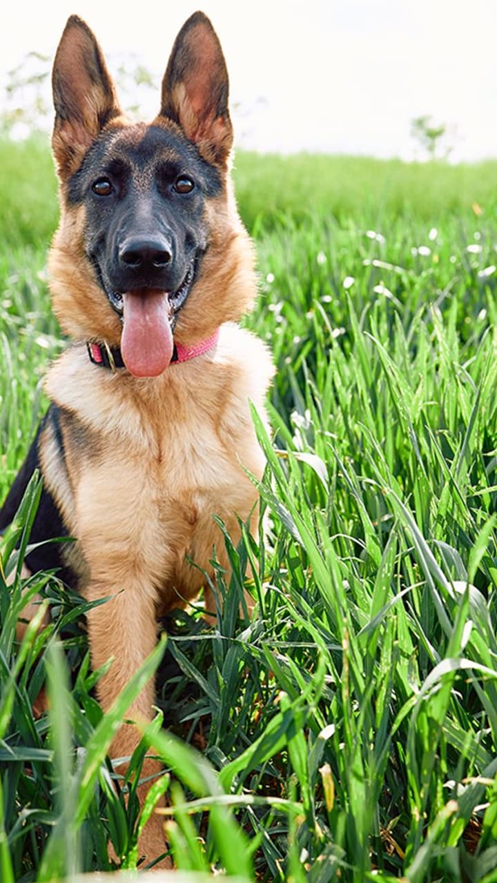 German Shepherd: 7 things to know before getting a puppy | Asianet Newsable