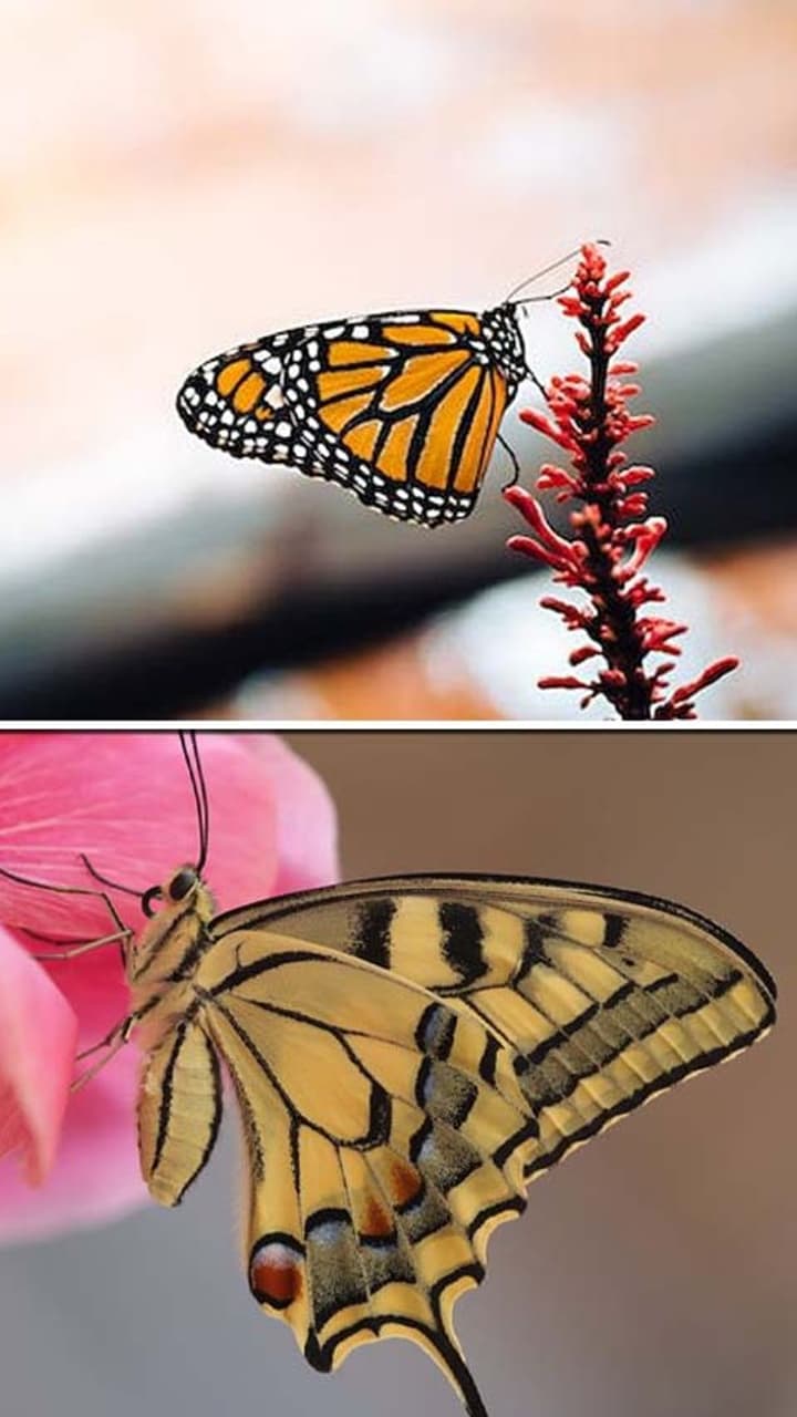 Monarch to Tiger: 7 beautiful butterflies to checkout | Asianet Newsable