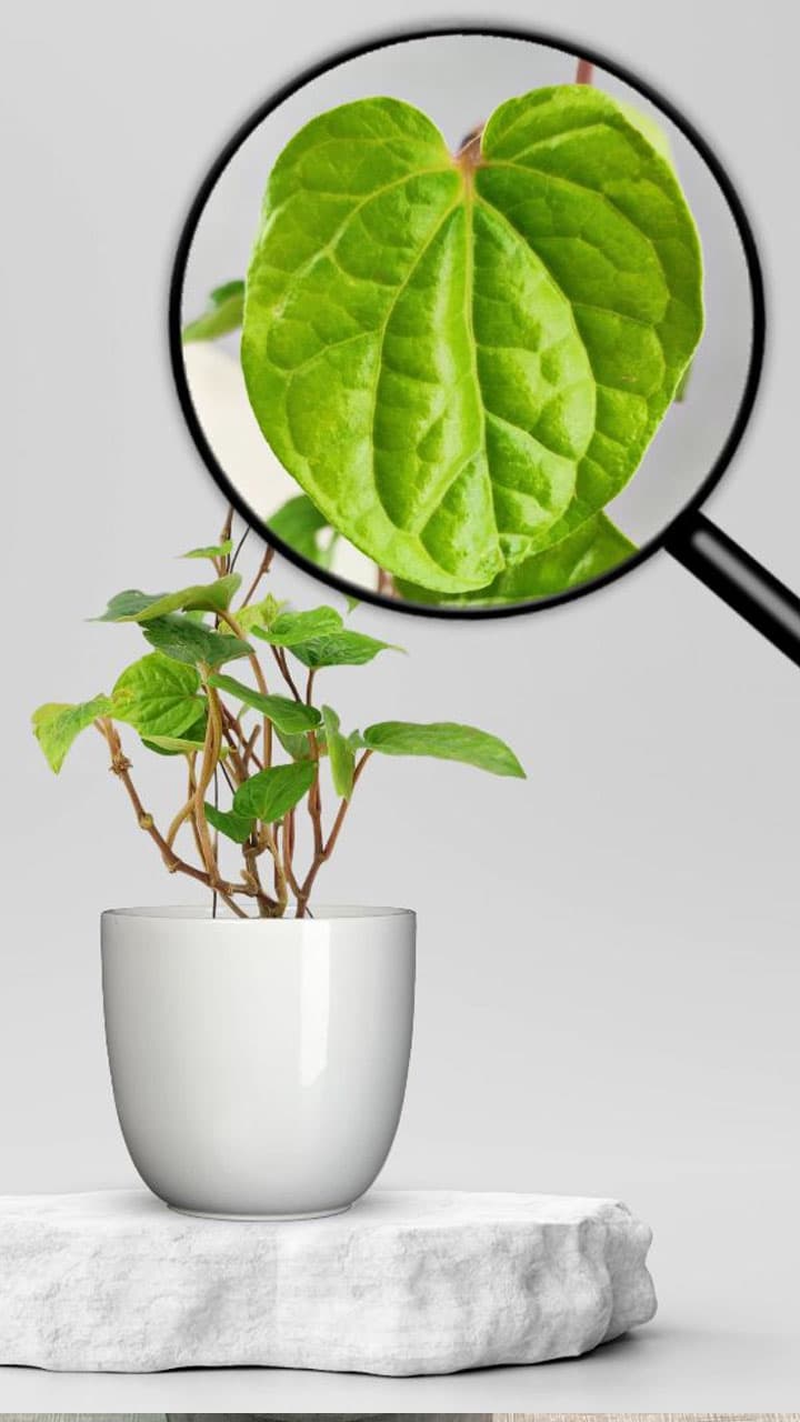 पान के पत्ते होंगे खूब बड़े, गमले में नहीं ऐसे लगाएं बेल | How To Grow ...