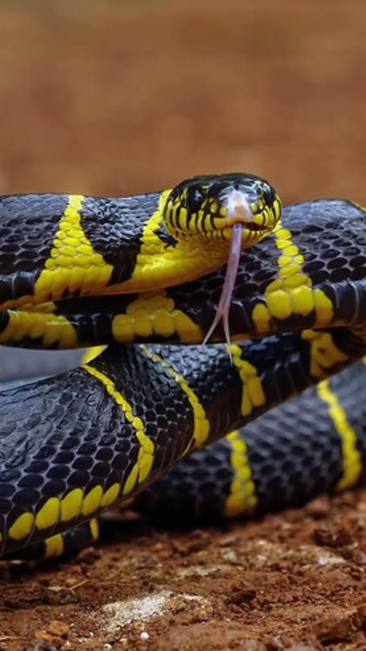 World Snake Day: Top 10 Most Venomous Snakes in the World | World Snake ...
