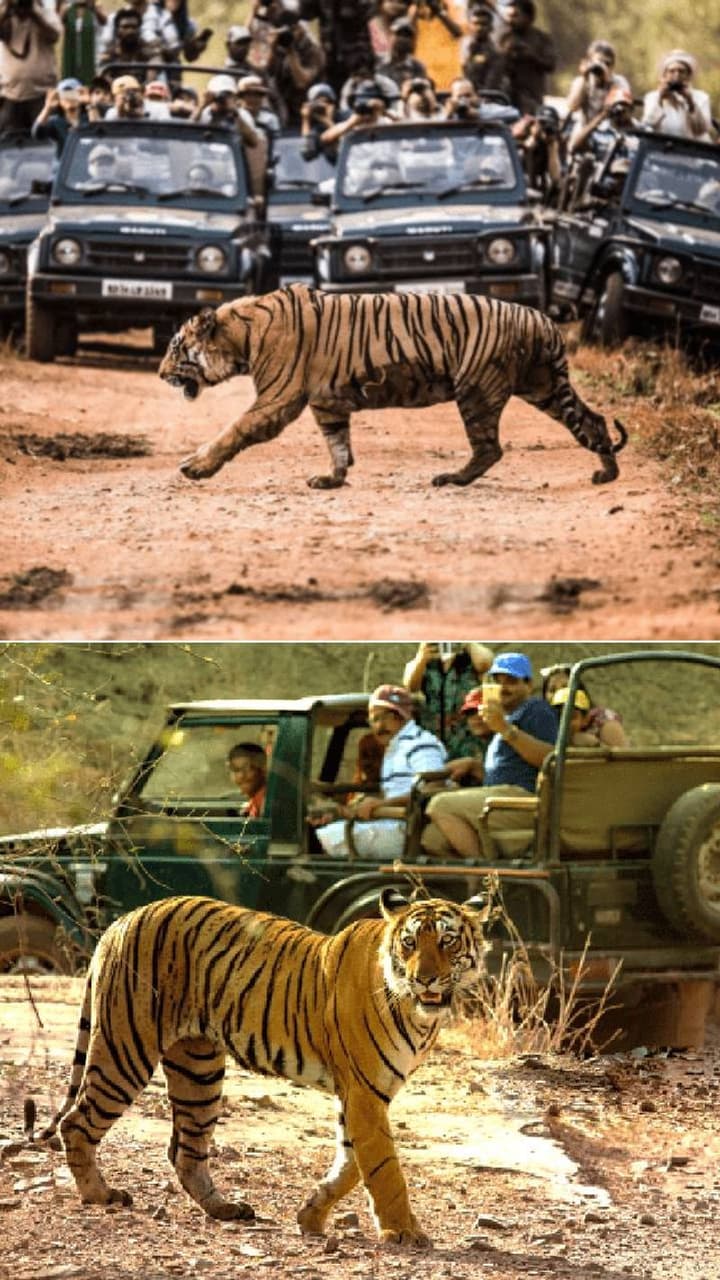 Into the Wild: Plan an exciting jungle safari at Ranthambore today ...