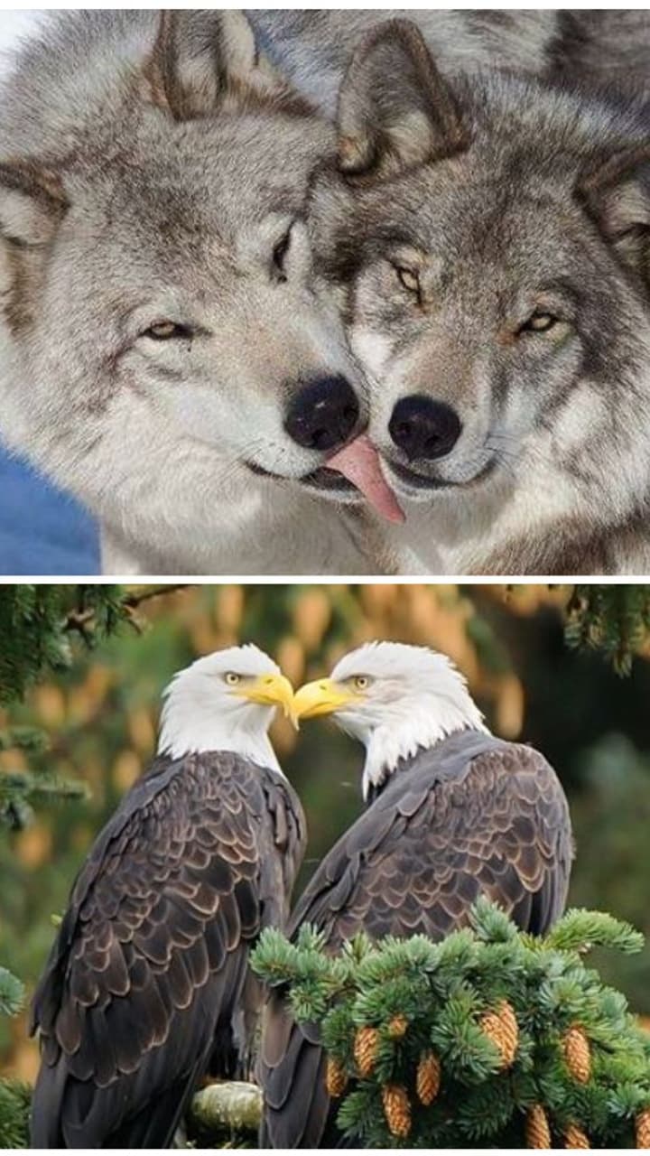 Eagles to Wolves: 7 Monogamous animals that mate for life | Eagles To ...