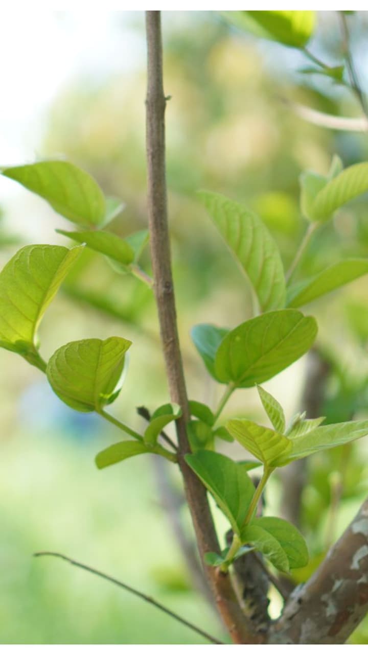 Amazing benefits of guava leaf tea: ಸೀಬೆ ಅಥವಾ ಪೇರಲೆ ಎಲೆಯ ಚಹಾದ ಅದ್ಭುತ ...