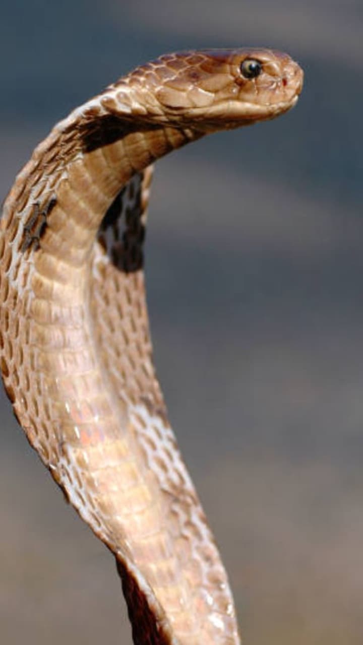 7 Animals That Hunt and Conquer Snakes | 7 Animals That Hunt And ...