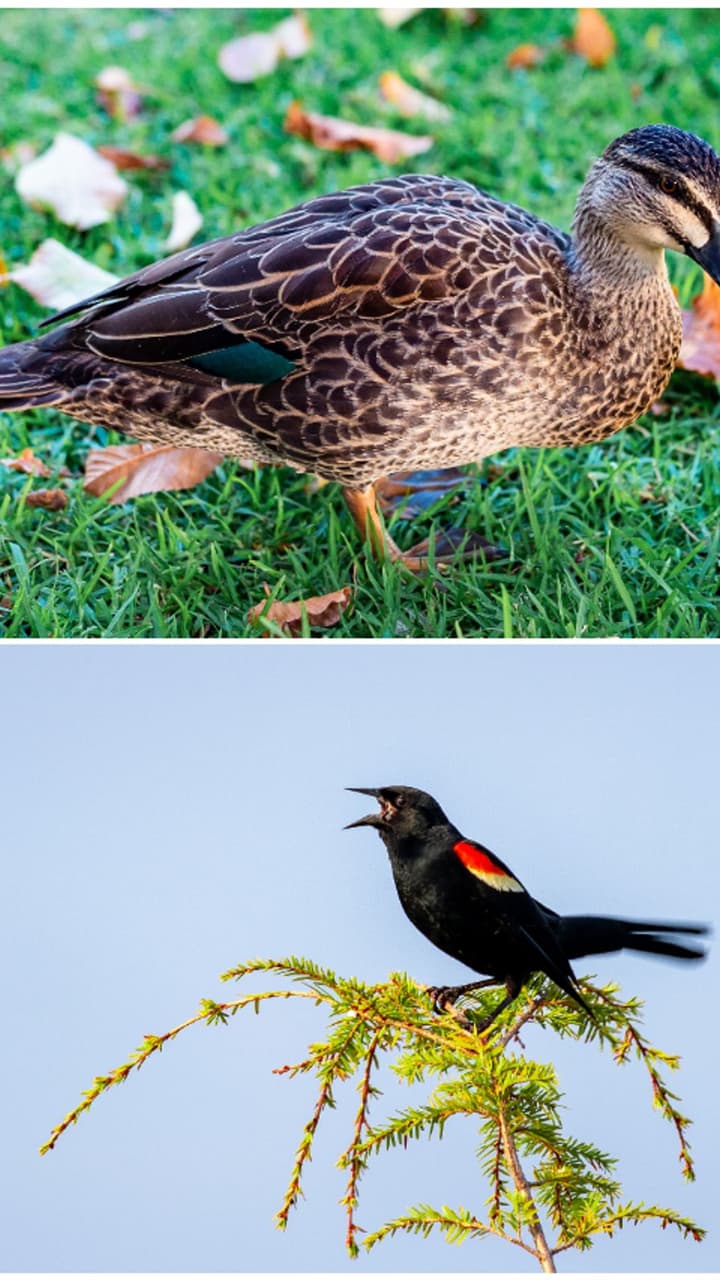 Nature's toxins: 6 poisonous birds that may surprise you | Asianet Newsable