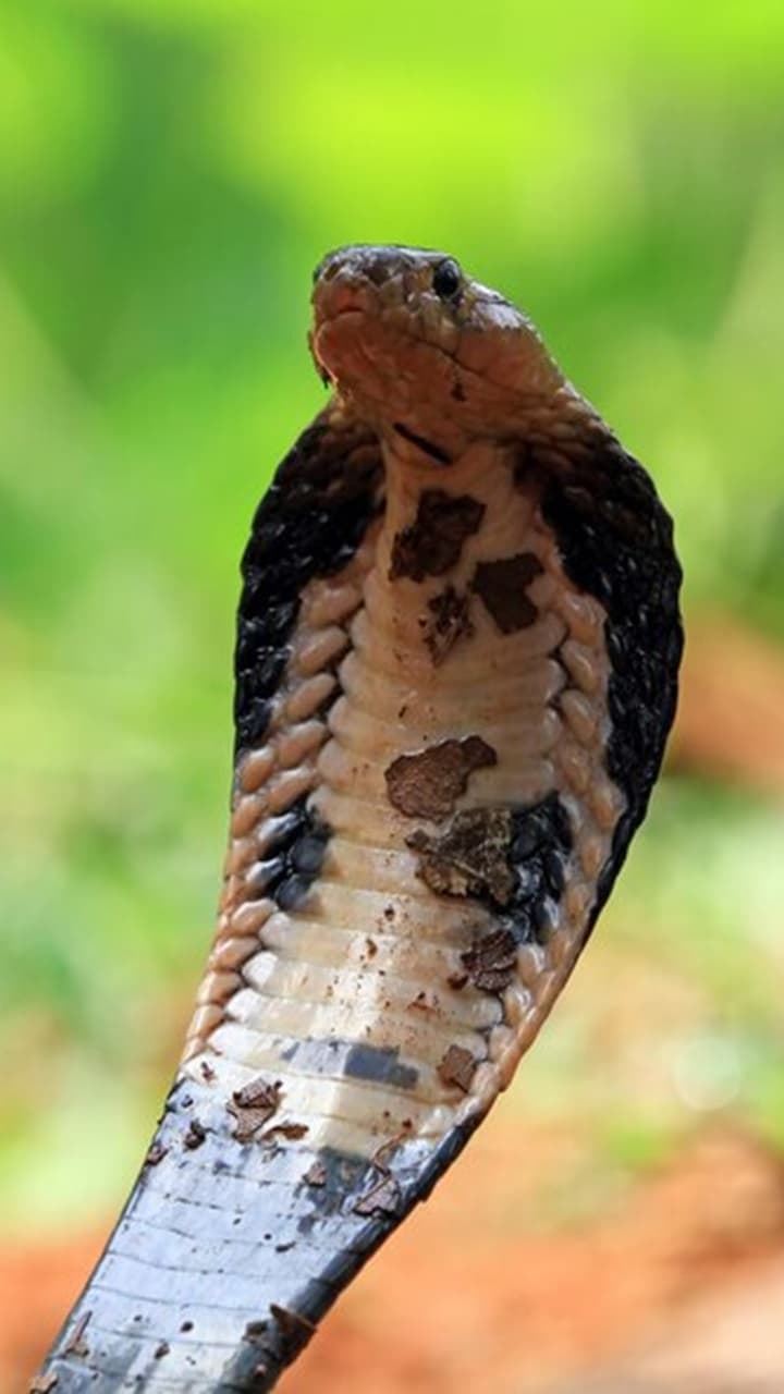 King Cobra Discovery Debunks 188 Year Old Myth Four New Species ...