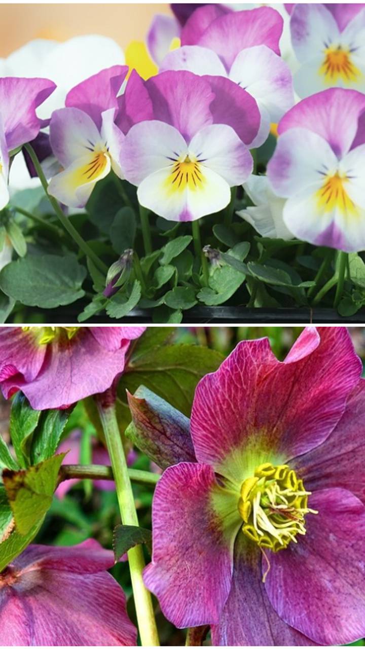 Pansy to Snowdrop: 5 flowers that bloom in Winter | Asianet Newsable