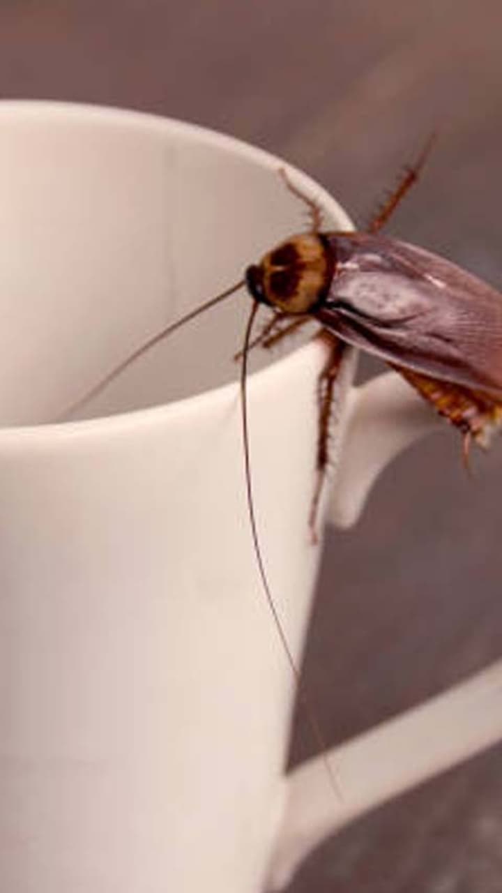 What is Cockroach milk? 5 Health benefits of new age superfood ...