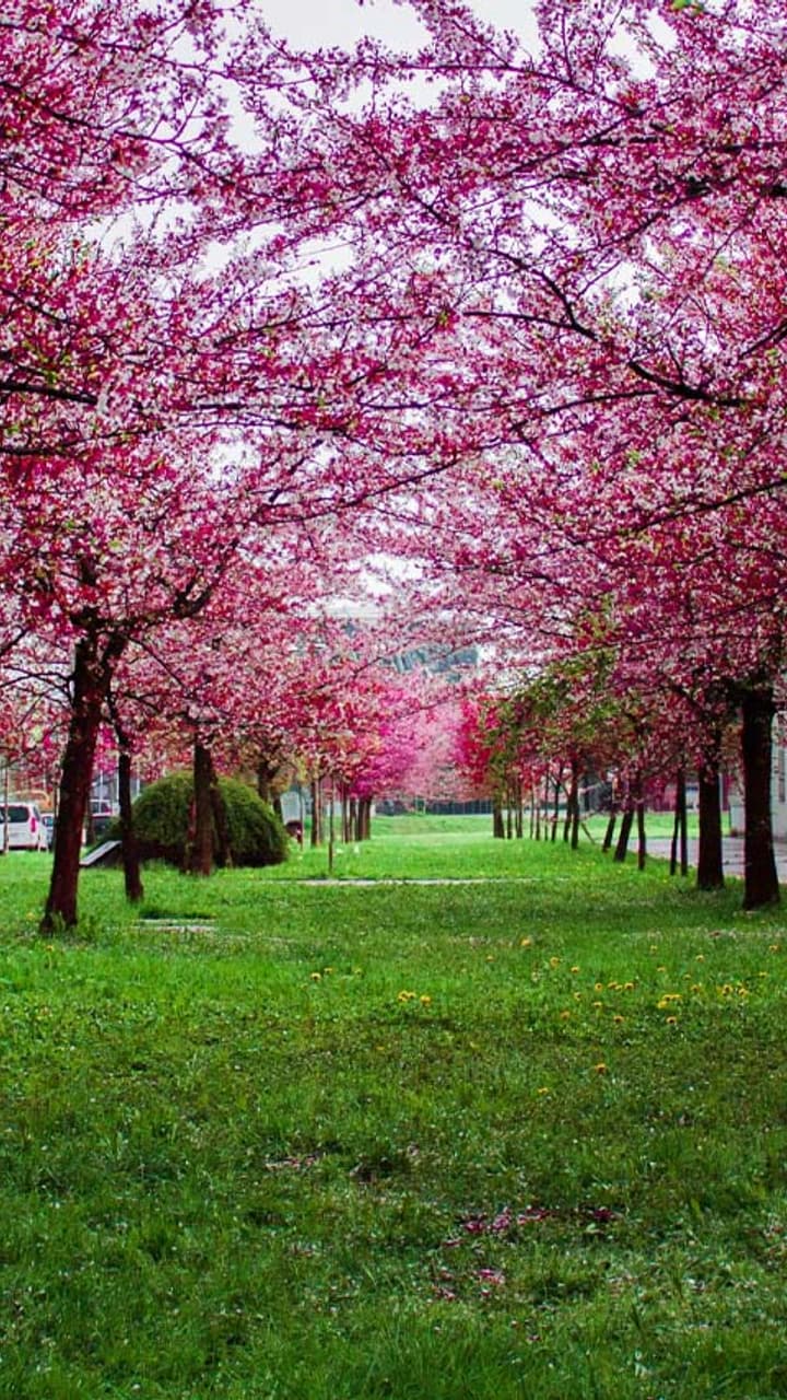 Travel guide: 9 affordable Spring trip destinations across the world ...