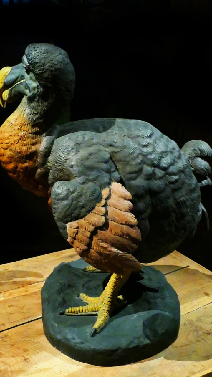 Hatching the Dodo: How science is bringing back lost species | Asianet ...