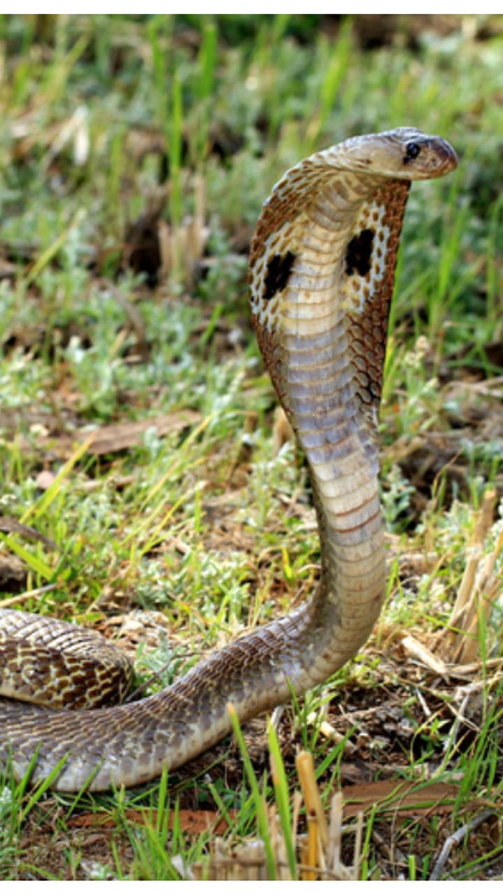 Snake Bite Symptoms: పాము కరిచినప్పుడు వెంటనే ఏం చేయాలి? | Snake Bite ...