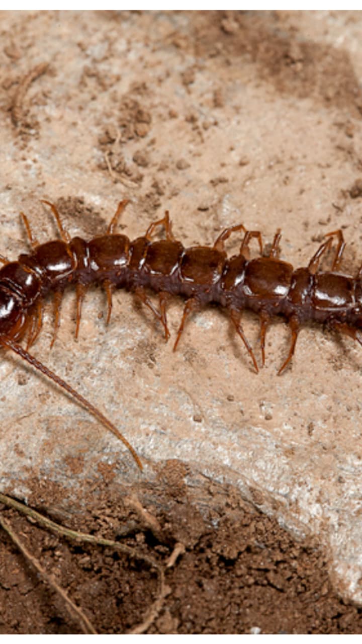 జెర్రి కుడితే వెంటనే ఏం చేయాలో తెలుసా? | Centipede Bite First Aid ...