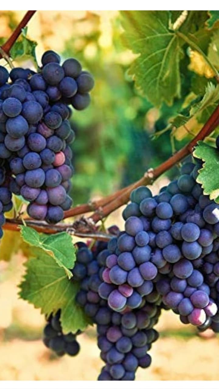 Grapes Aren't Just Sweet, They Power Your Brain, Heart and Gut ...