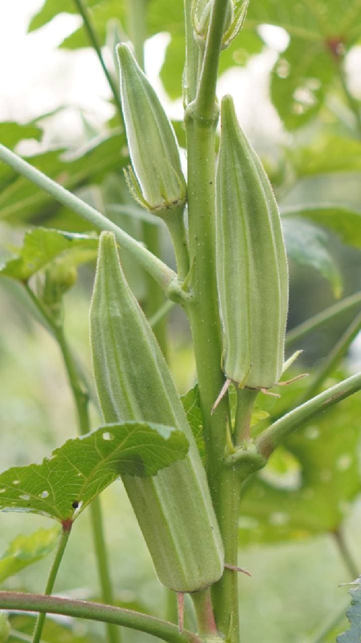 Okra Plant: బెండకాయల మొక్కలను కుండీల్లో సులువుగా పెంచండి | Easily Grow ...