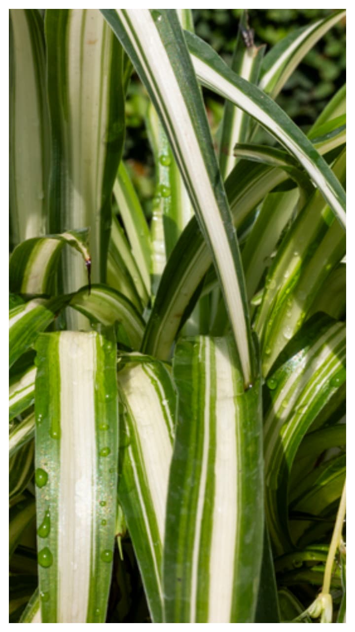 స్పైడర్ ప్లాంట్ వంటగదిలో పెడితే ఇంత మంచిదా? | Is It Good To Put A ...