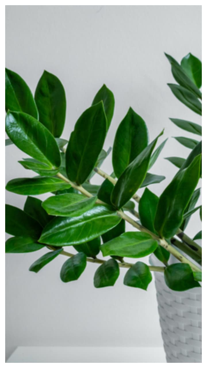 Zz plants ಮನೆಯಲ್ಲಿ ಈ ಗಿಡ ಬೆಳೆಸಿದ್ರೆ ಮಾತ್ರ, ನಿಮ್ಮ ಜೀವನವೇ ಬದಲಾಗುತ್ತೆ! | 7 ...