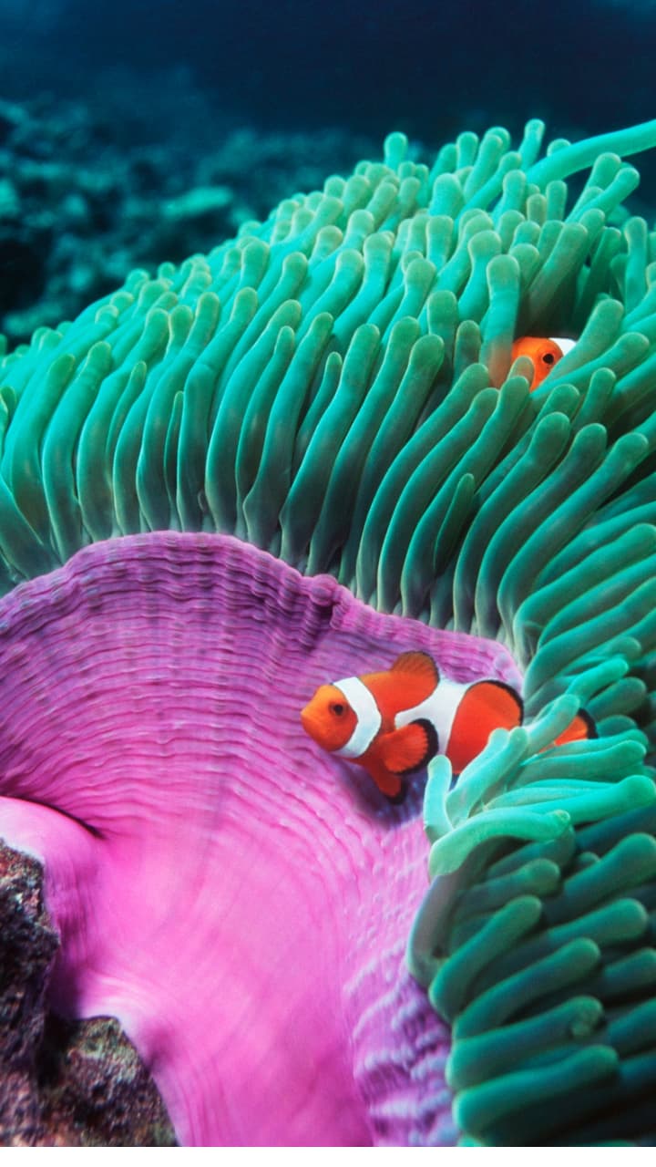 What Happens to Coral Reefs as Oceans Get Hotter? | Asianet Newsable