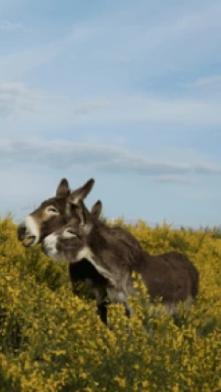 Pravin Kumar IAS: கழுதைகளுடன் சுற்றித் திரியும் ஓய்வுபெற்ற ஐஏஎஸ் ...